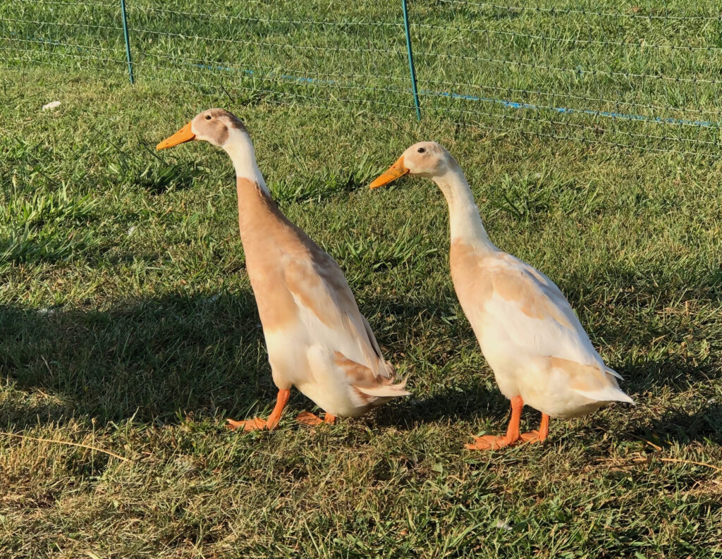Maintaining Your Pastures for Poultry - Backyard Poultry
